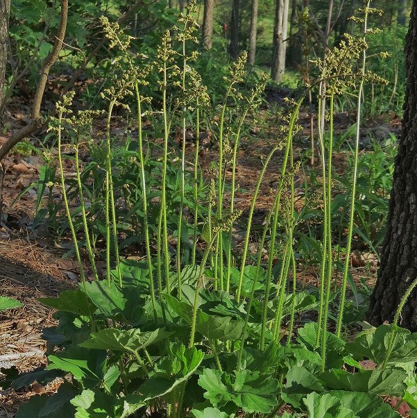American Alumroot - ReSeed Native Plant Nursery