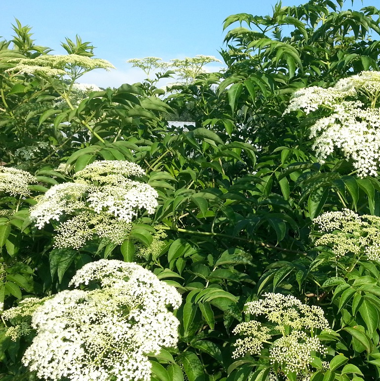 American Black Elderberry - ReSeed Native Plant Nursery