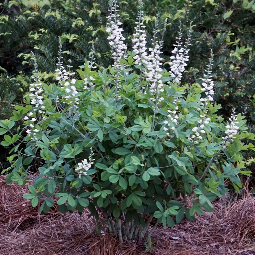 White Wild Indigo - ReSeed Native Plant Nursery