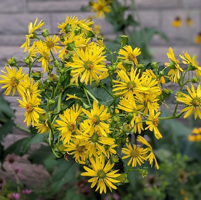 Cup Plant - ReSeed Native Plant Nursery
