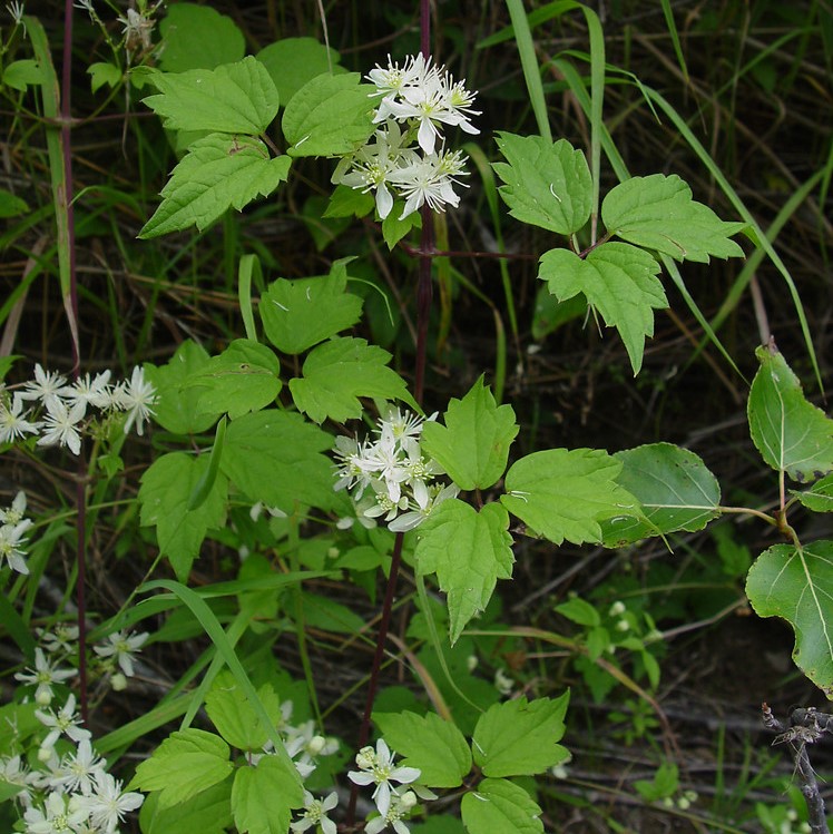 Virgin's Bower - ReSeed Native Plant Nursery