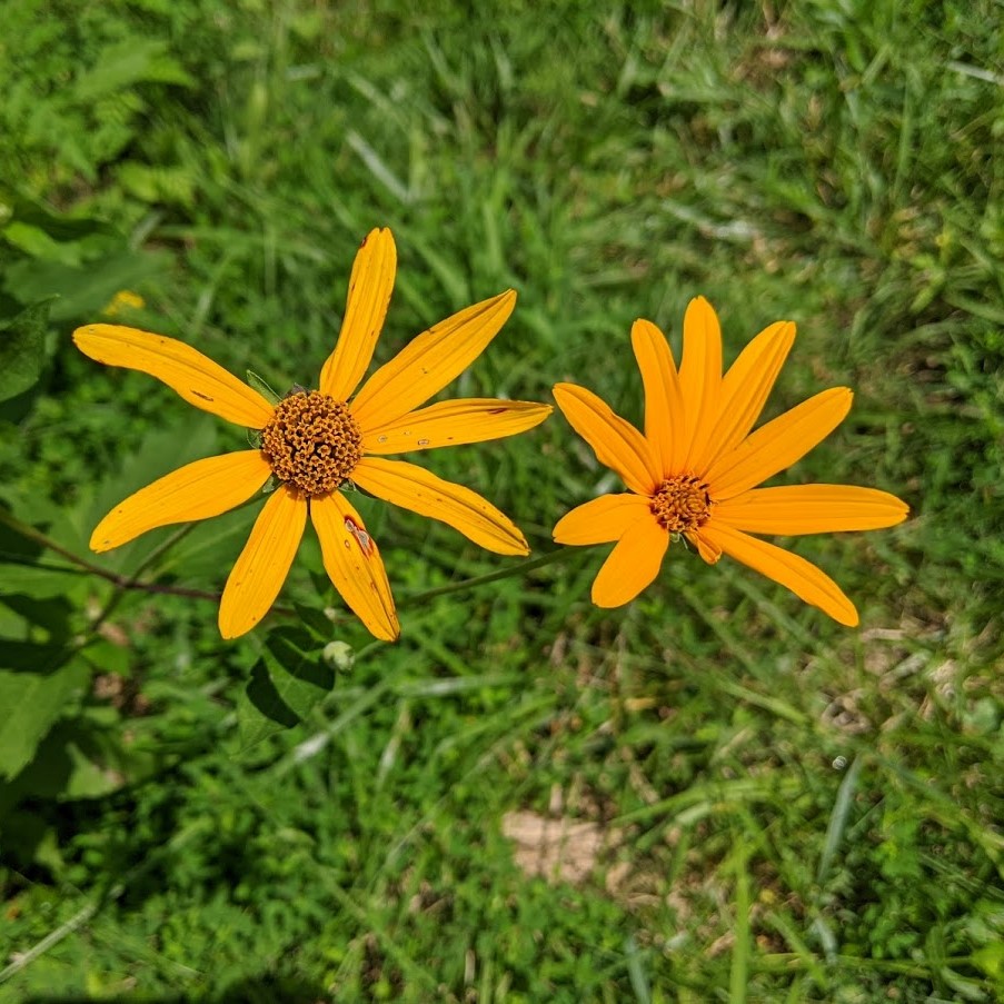 False Sunflower - ReSeed Native Plant Nursery