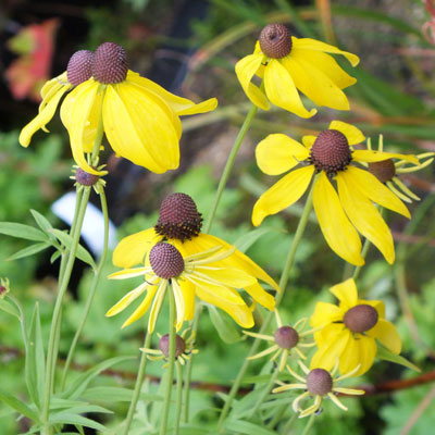 Gray-headed Coneflower - ReSeed Native Plant Nursery