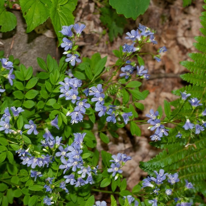 Jacob's Ladder - ReSeed Native Plant Nursery