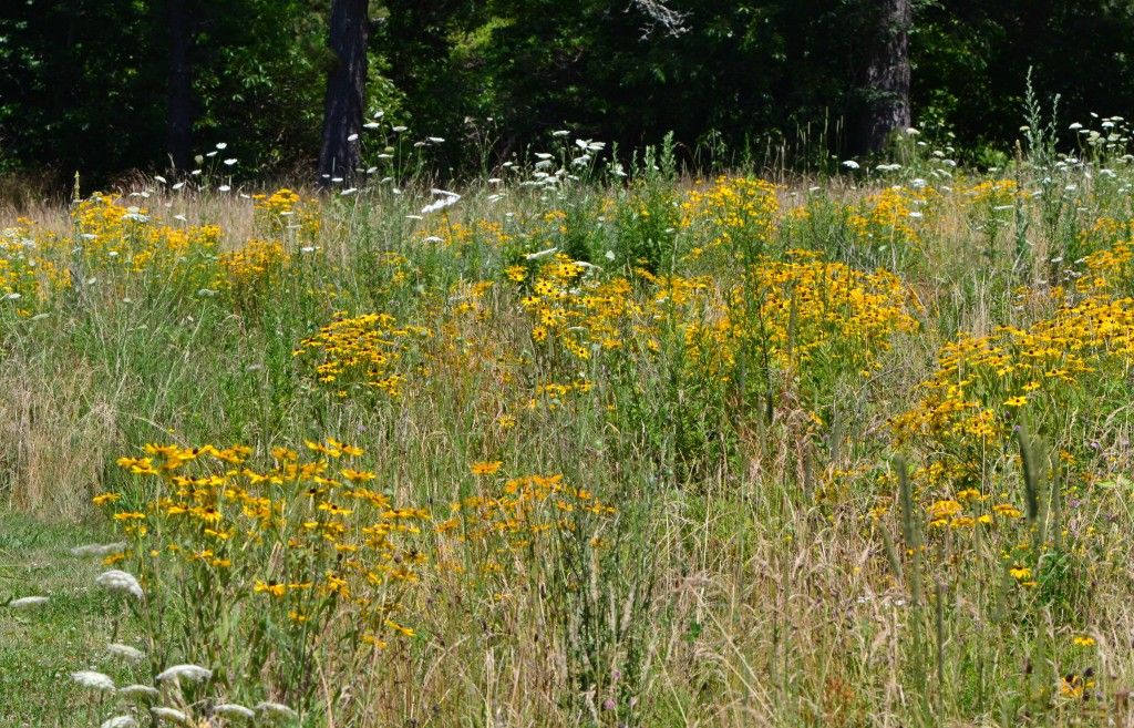 Contact - ReSeed Native Plant Nursery