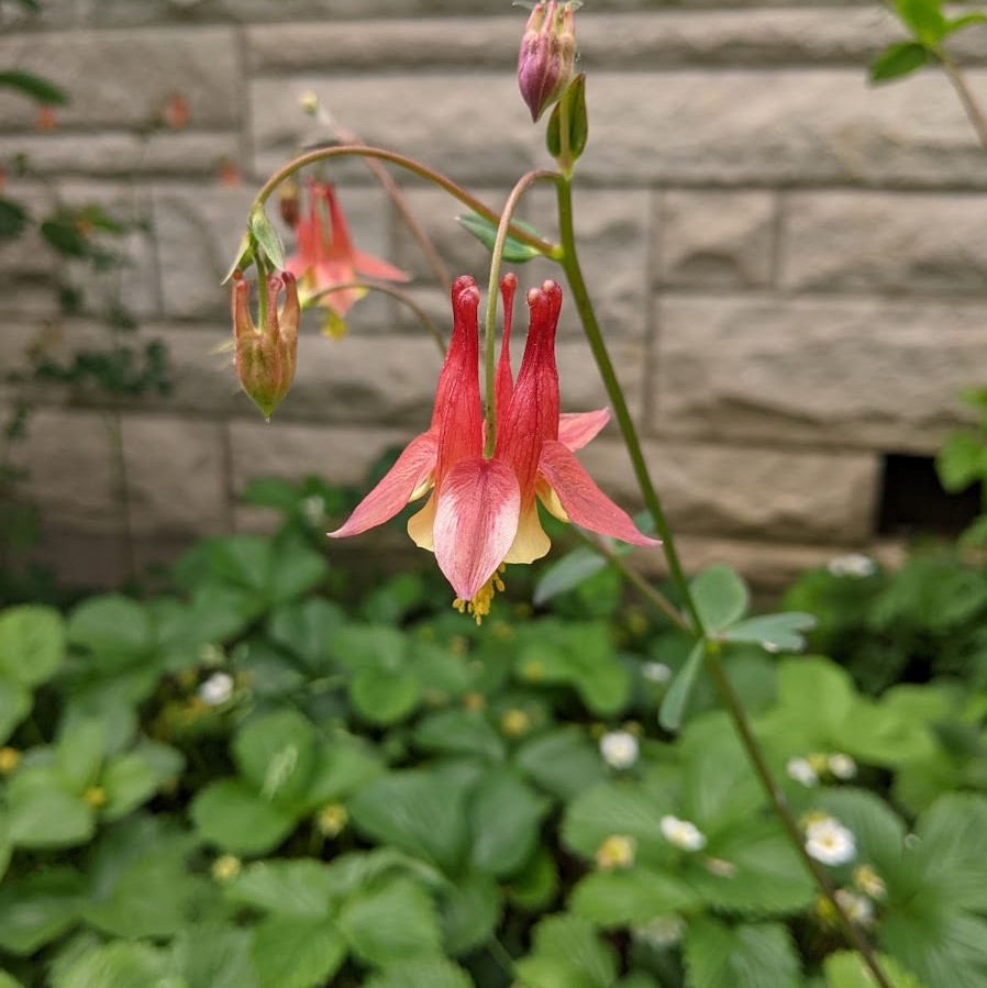 Red Columbine - ReSeed Native Plant Nursery