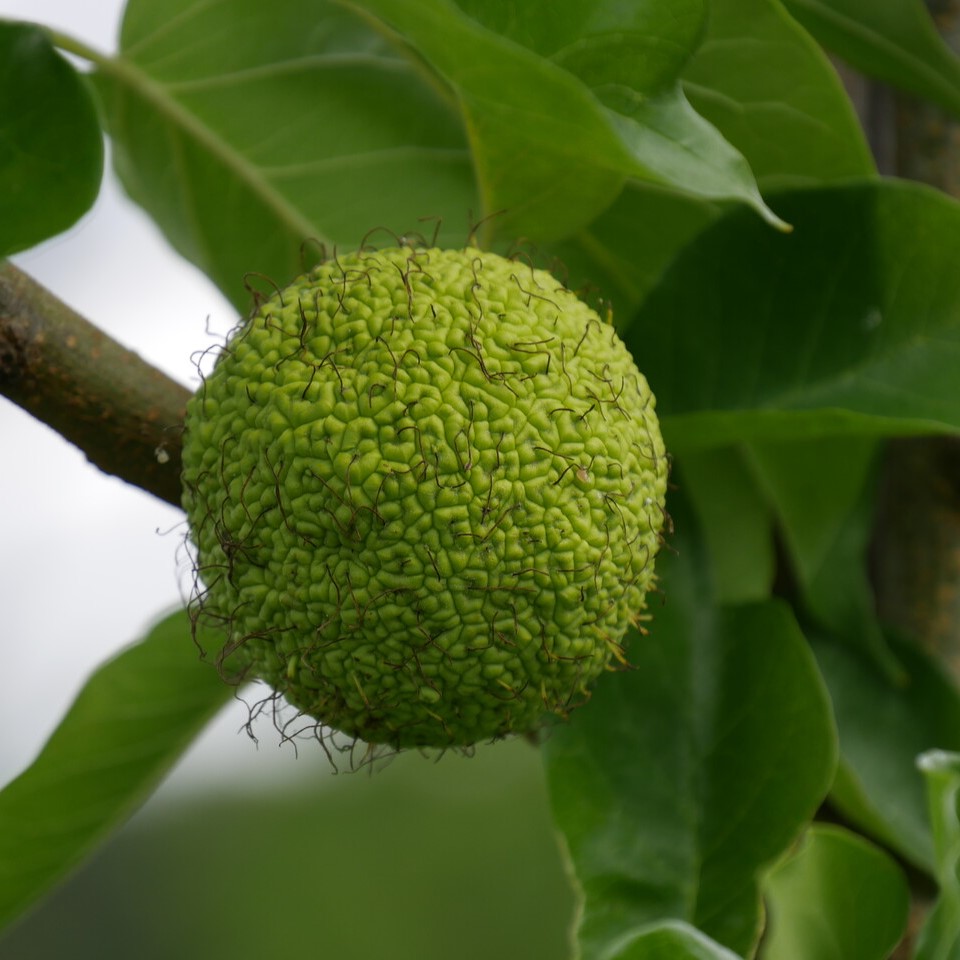 Osage Orange - ReSeed Native Plant Nursery